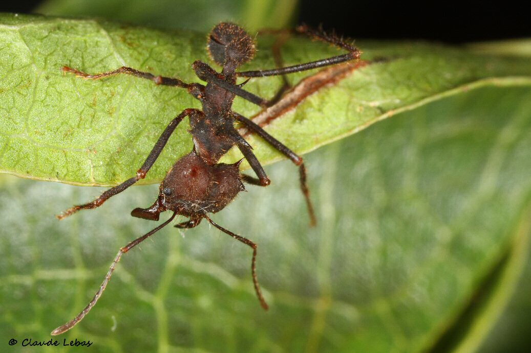 fourmis de Cuba- Hormigas de Cuba- Ants of Cuba: Atta insularis