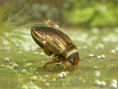 Variety of Life: Hydroporinae