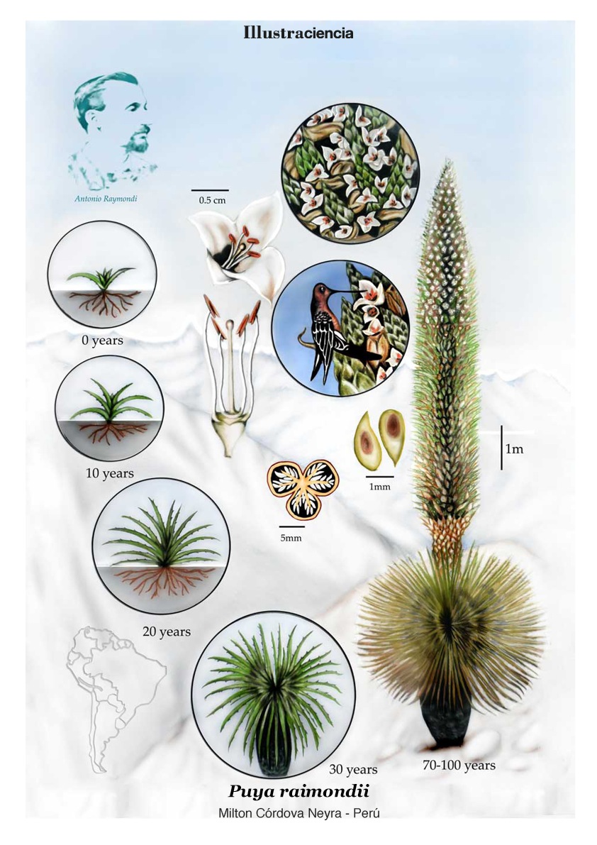 Puya raimondii Harms - Milton Omar Córdova Neyra