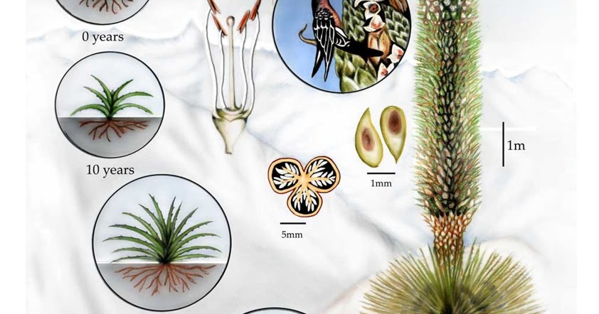 Puya raimondii Harms - Milton Omar Córdova Neyra