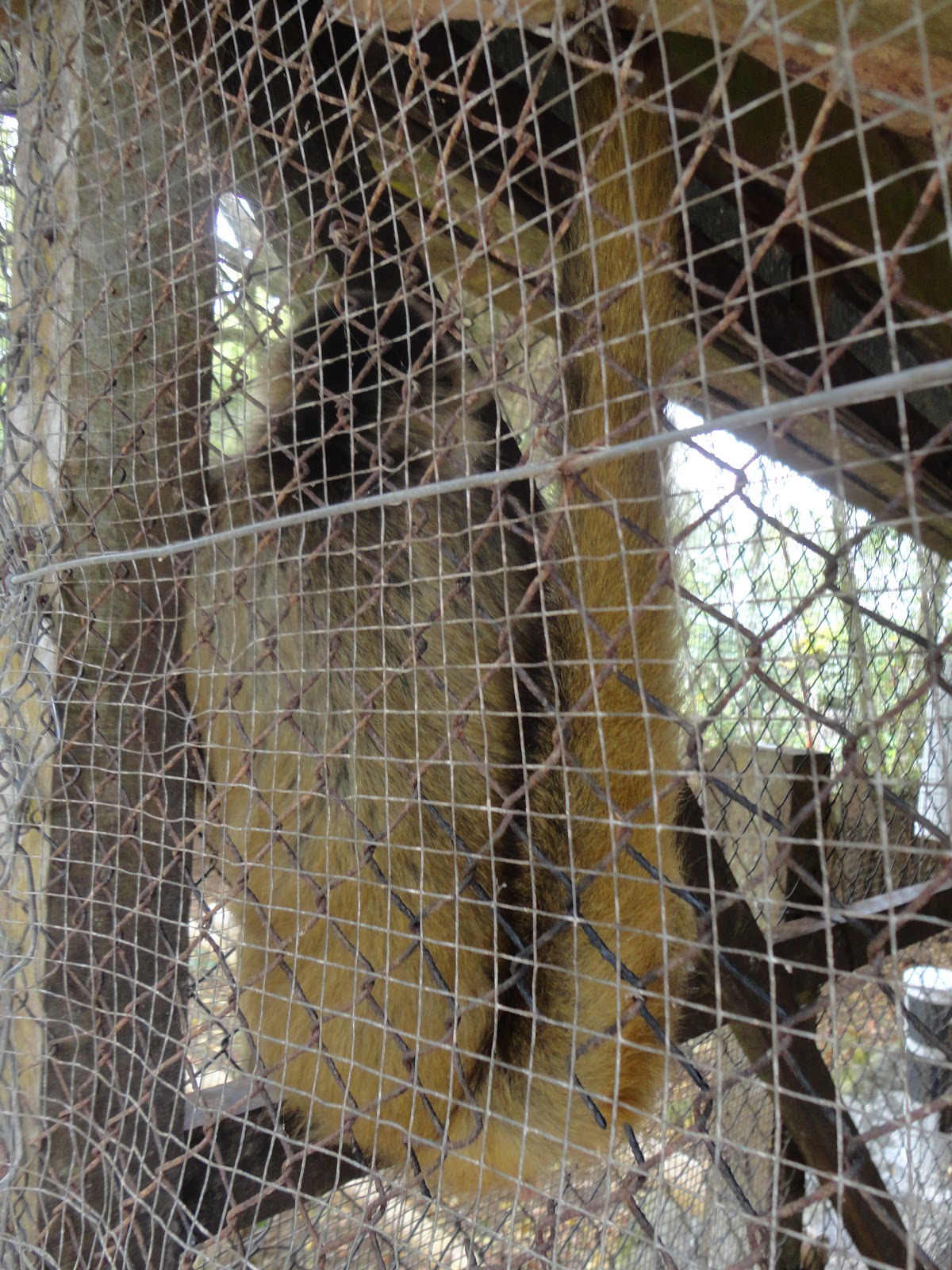 Costa Rica Kisa: Trip to San Carlos to a Costa Rican Zoo/ Rescue Center