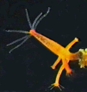 HSC BIOLOGY BY PROFESSOR MIZANURRAHMAN: Locomotion in Hydra