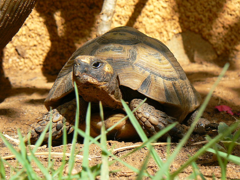 THE VIEW FROM FEZ: Smuggling of Moroccan Tortoises