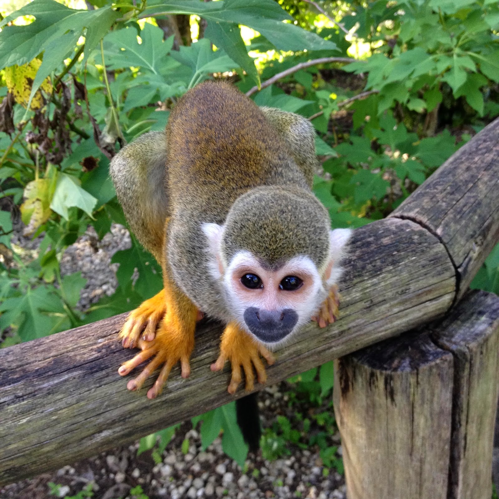 Feel Unfettered Joy At Monkey Land in the Dominican Republic