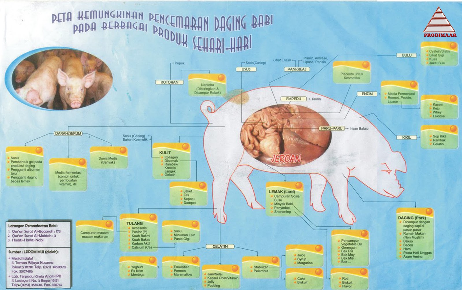 Prodimaar: Peta Kemungkinan Pencemaran Daging Babi pada Berbagai Produk ...