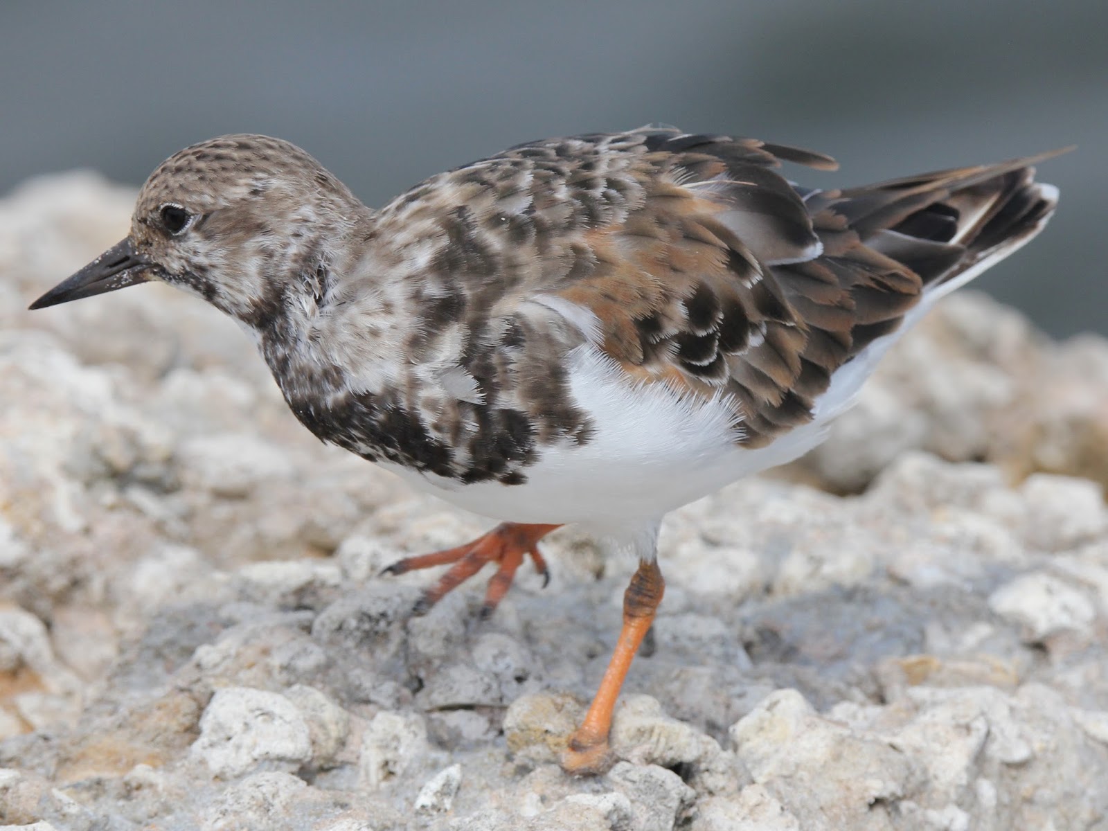 Dee's Photo and Nature Blog: Birding with Pelican Island Audubon