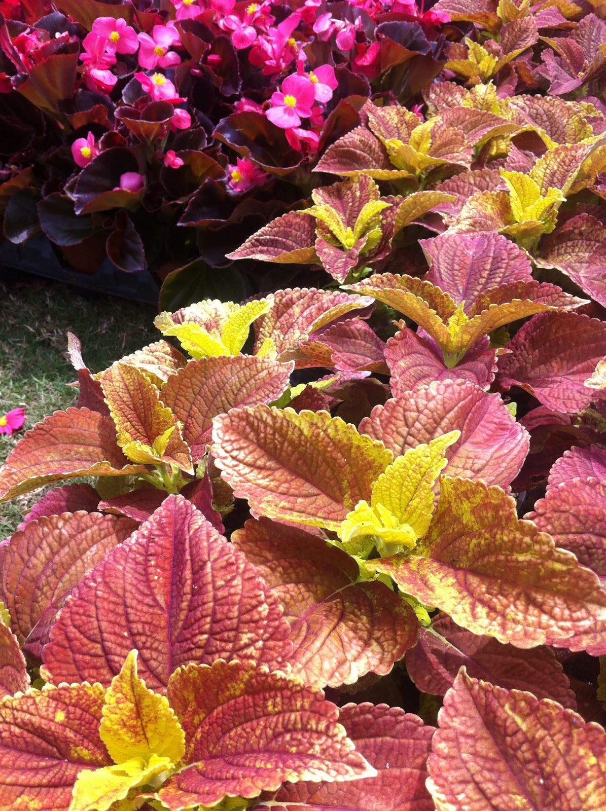 Zone Five and a Half: Coleus Revisited -- Should I Plant Coleus Instead ...