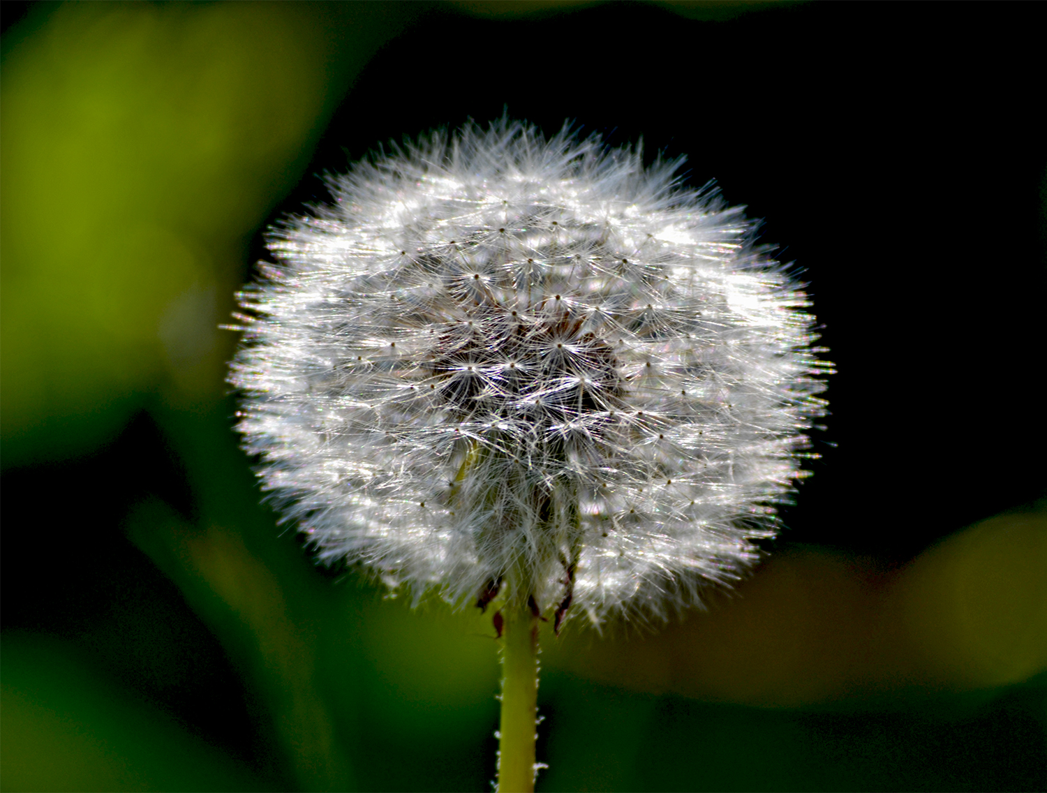 Fragments of Sussex: Dandelion Seed Head