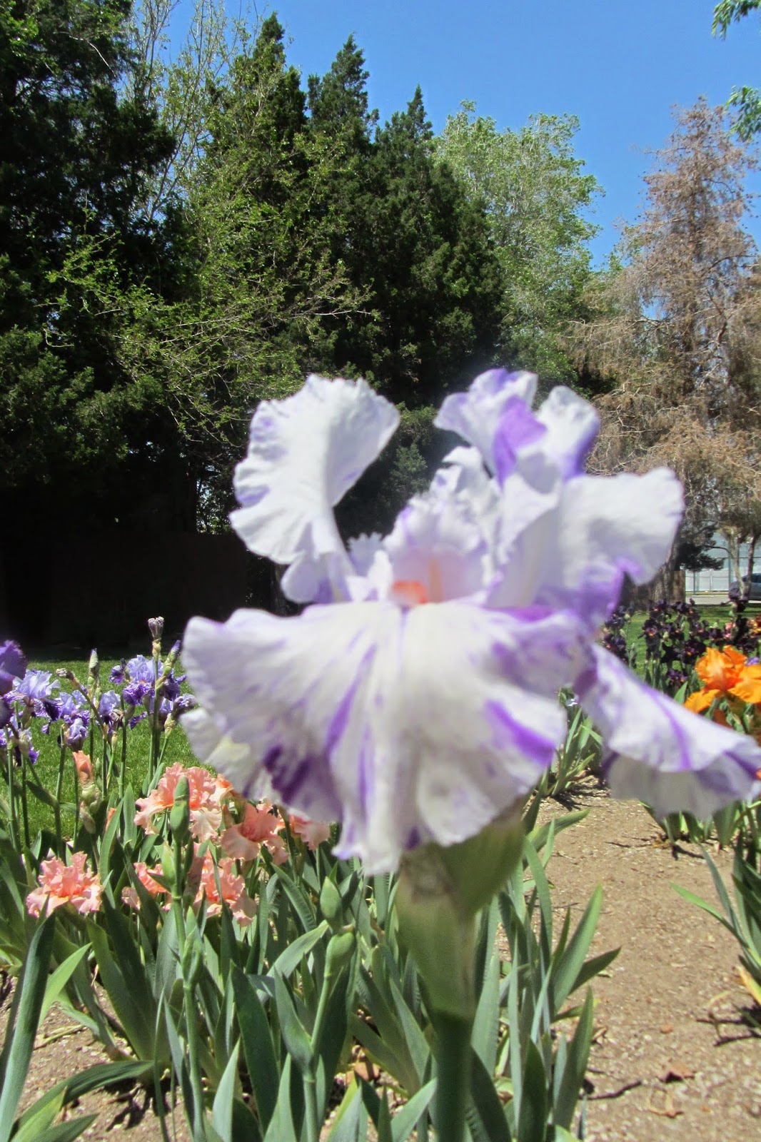 Salt Lake Master Gardener Blog: Murray Park Iris