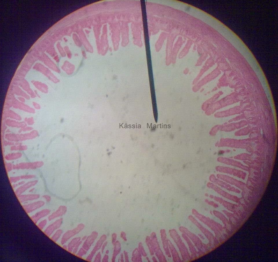 Os encantos da Biologia: Lâminas de Intestino Delgado