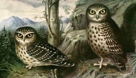 bumble button: ~Victorian Prints & Pictures of Owls