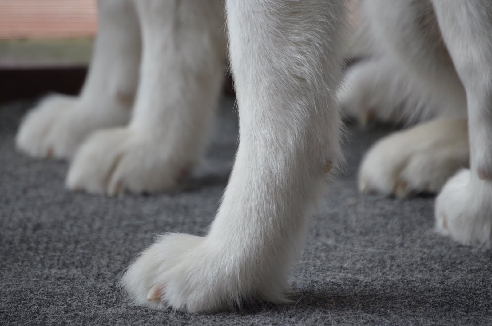A Tale of Two Huskies: Huskies Paws & Tails