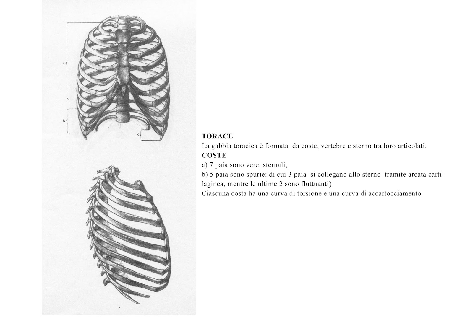 CON IL CORPO VIVO : CORPO ANATOMICO: OSSA DEL TORSO