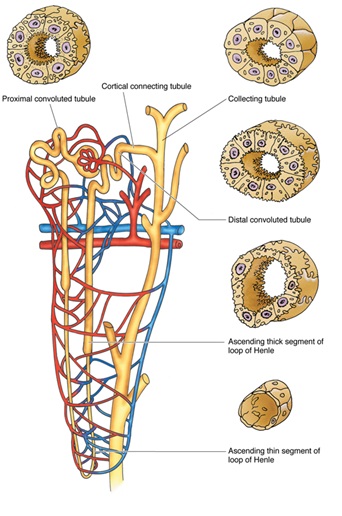 Medical Stuff: Histologi Sistem Kemih