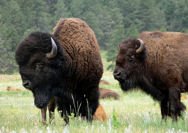 30 Gambar Menakjubkan Hewan Bison Dari Amerika - Update Area - Kumpulan ...