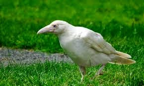 White Wolf : 10 pictures of the extremely rare and legendary creature ...