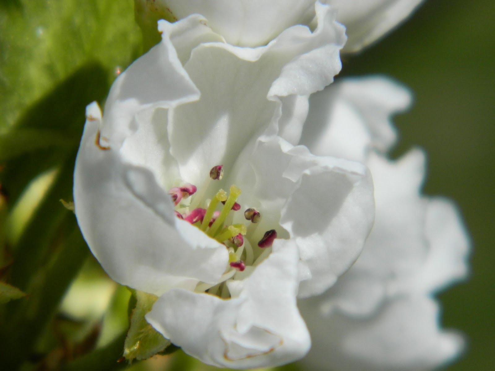 Lise's Log Cabin Life: Delights of Early Spring