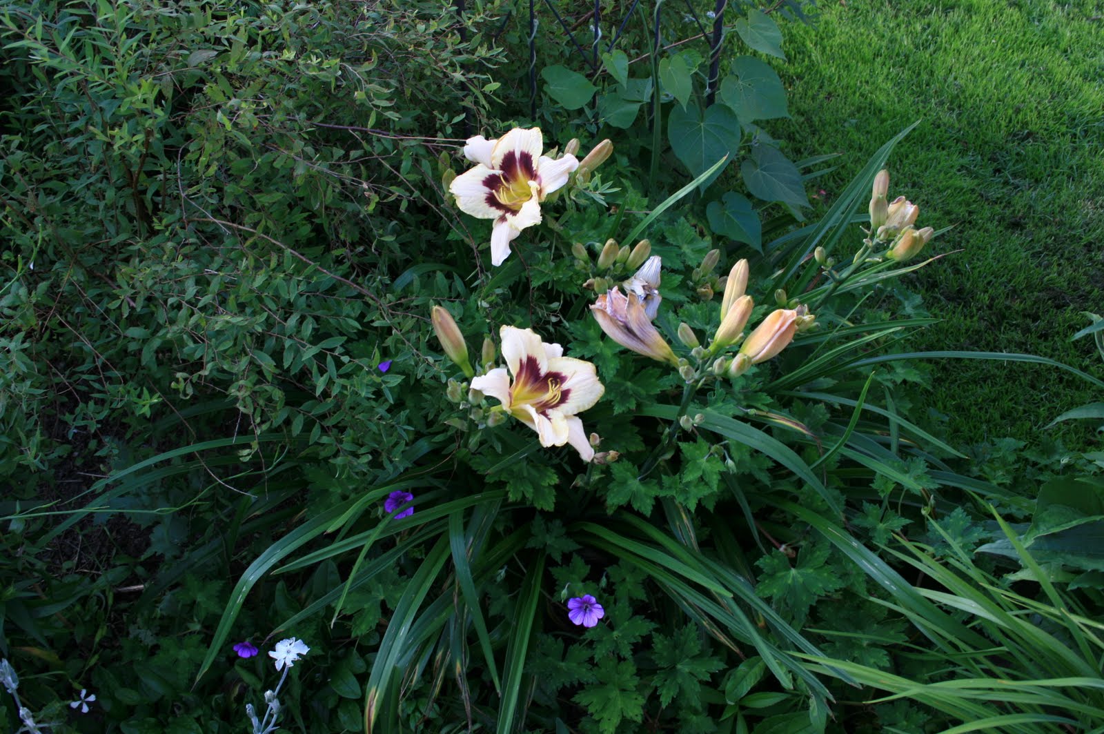 Hanne i haven: Daglilje - lilje-tid, også gult og orange.