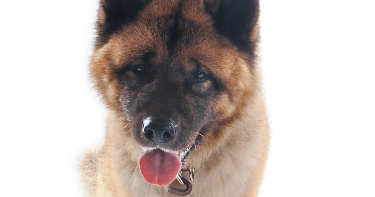 Pawsitive Feedback's Dog Blog - www.pawsitivefeedback.com: Caring for ...