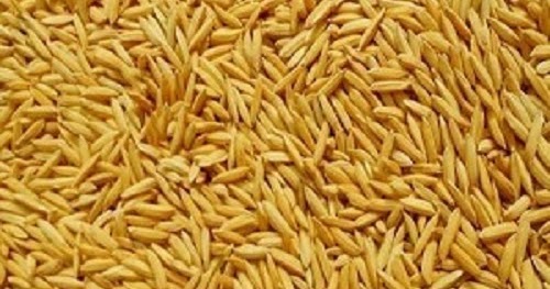 Latest Dabra News - Dabra Master Plan Map - Madhya Pradesh: Paddy Crop ...