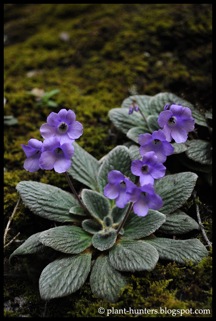 Plant Hunters: Jankaea heldreichii