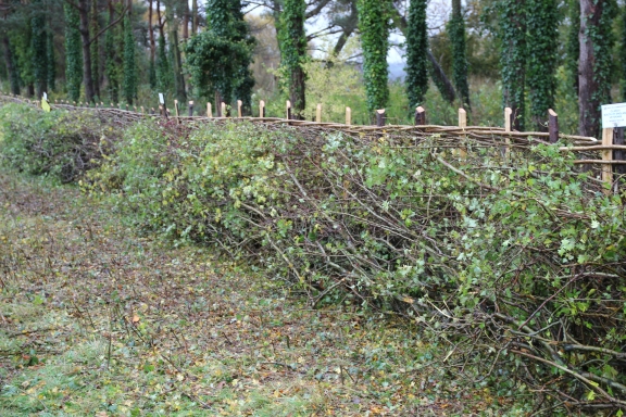 Hedgelaying: The Nationals 2015