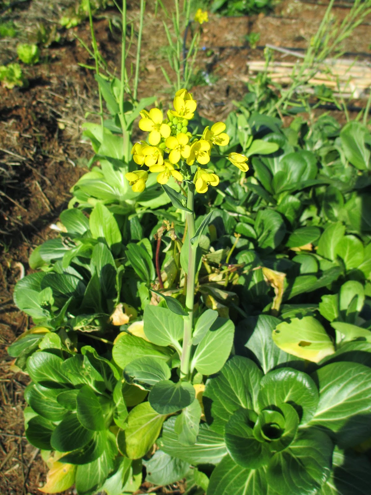 La Mar de VeRde: LACTUCA SATIVA O LECHUGA
