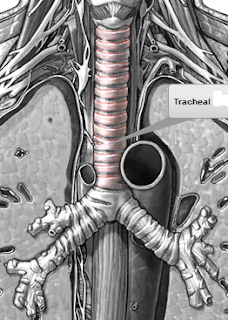Sistemas en ciencias de la salud y Fisioterapia