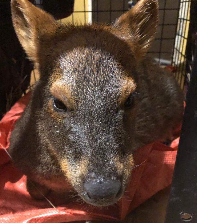 Rescatan pudú herido en Parque Nacional Chiloé - PL Prensa