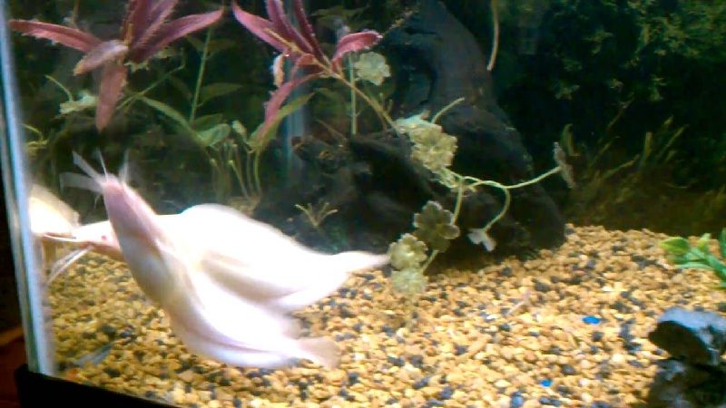 Cara Budidaya Ikan Lele Putih (Lele Bule) Albino Clarias Catfish untuk ...