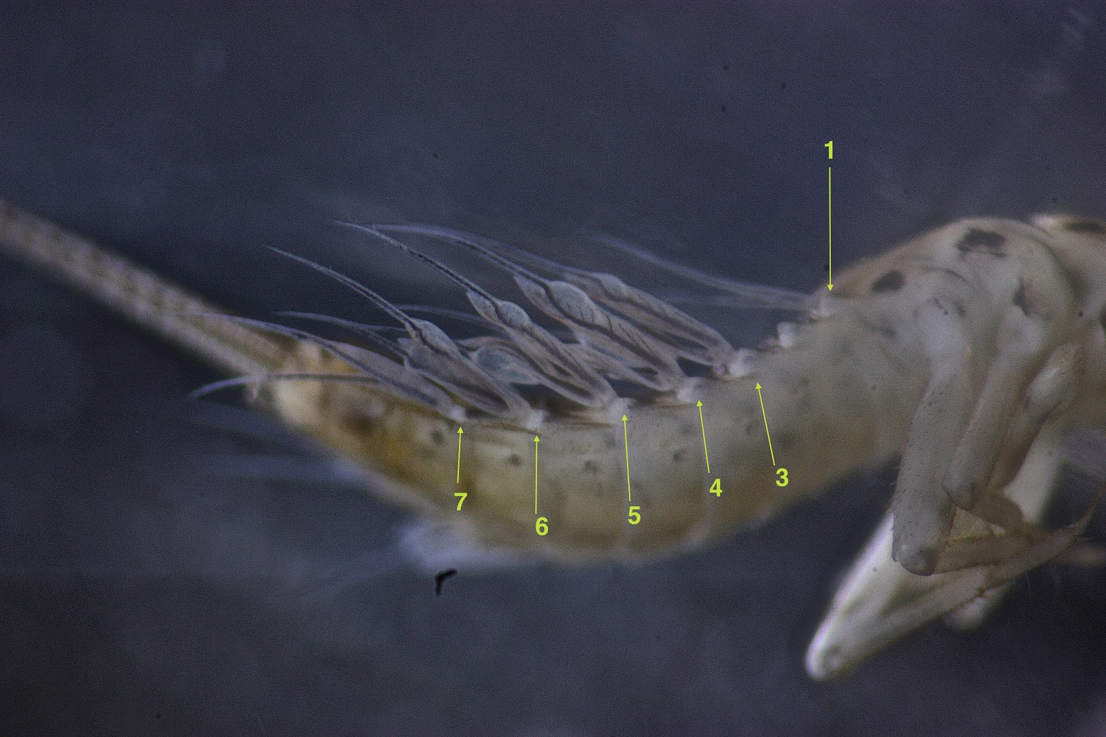 Aquatic Insects of Central Virginia: 2012