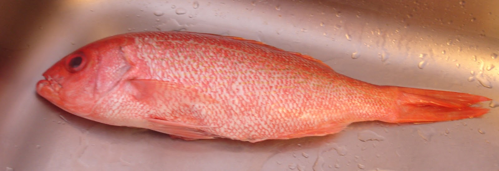 Blue Starr Gallery: Poached Vermilion Snapper
