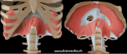 Blog 75: Infos santé-Comprendre le rôle du diaphragme