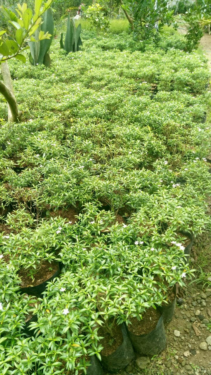 TANAMAN SABRINA ~ SINOX NURSERY