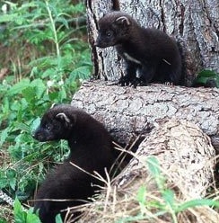 The Rattlin' Blog: Camp Creature: Fisher