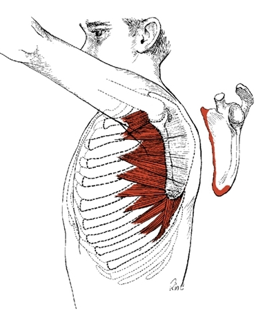 My-fisio: Entrenamiento fuerza serrato anterior