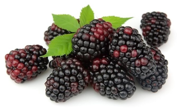 Amora | 7 Benefícios da Amora para nossa saúde! - Somos Madeira