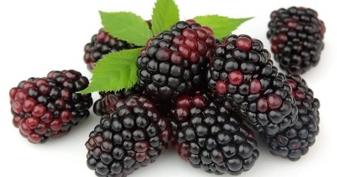 Amora | 7 Benefícios da Amora para nossa saúde! - Somos Madeira