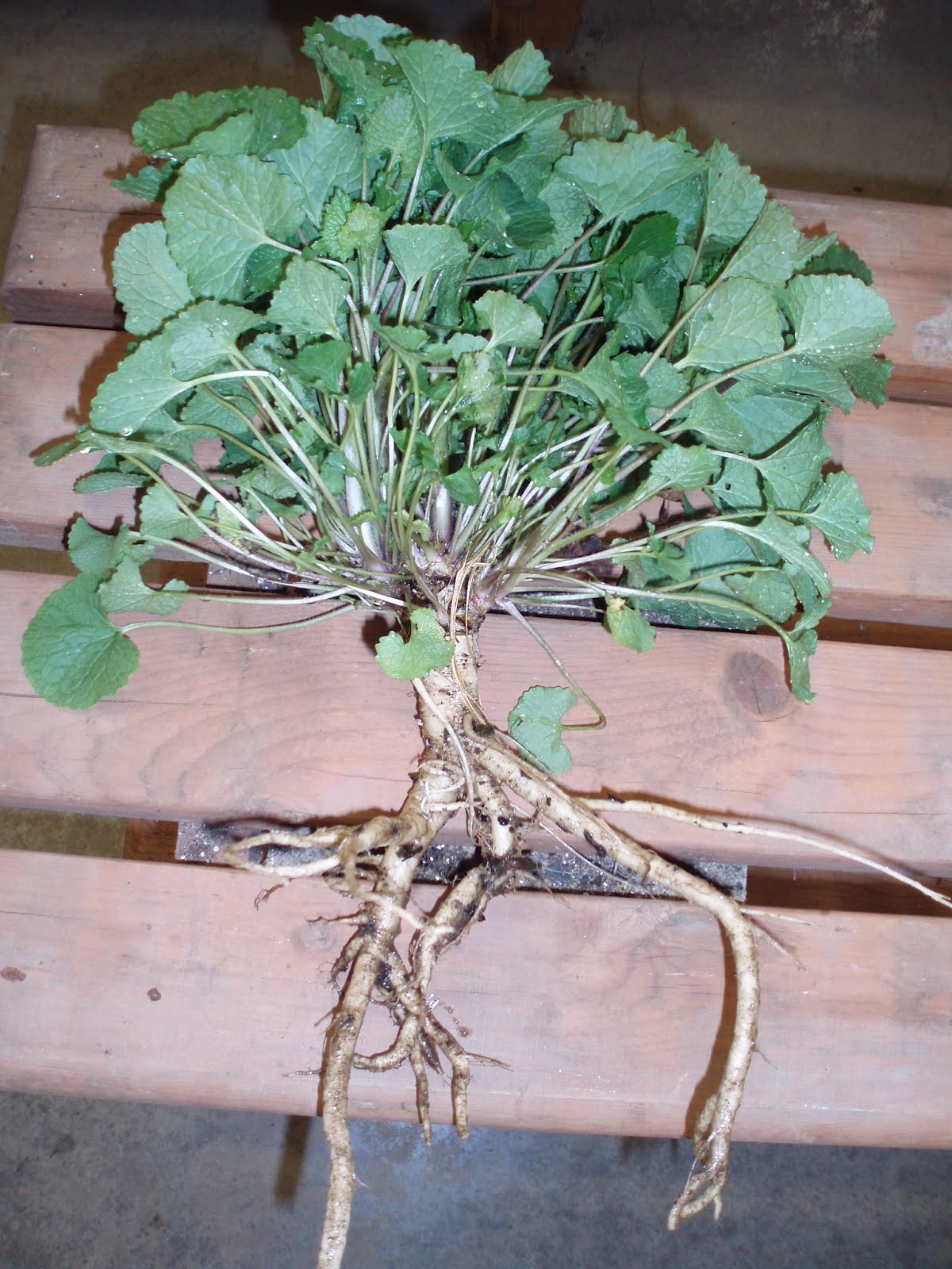 Rotary Botanical Gardens - Hort Blog: Put This Target In Your Sight (or ...