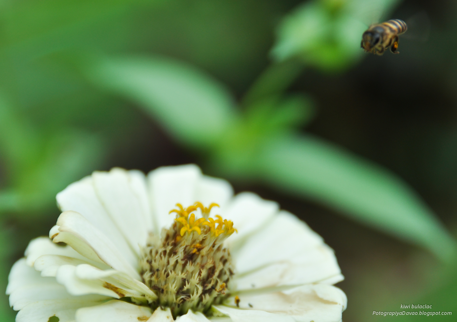 Davao Pictures | Davao Photos - POTOGRAPIYA DABAW