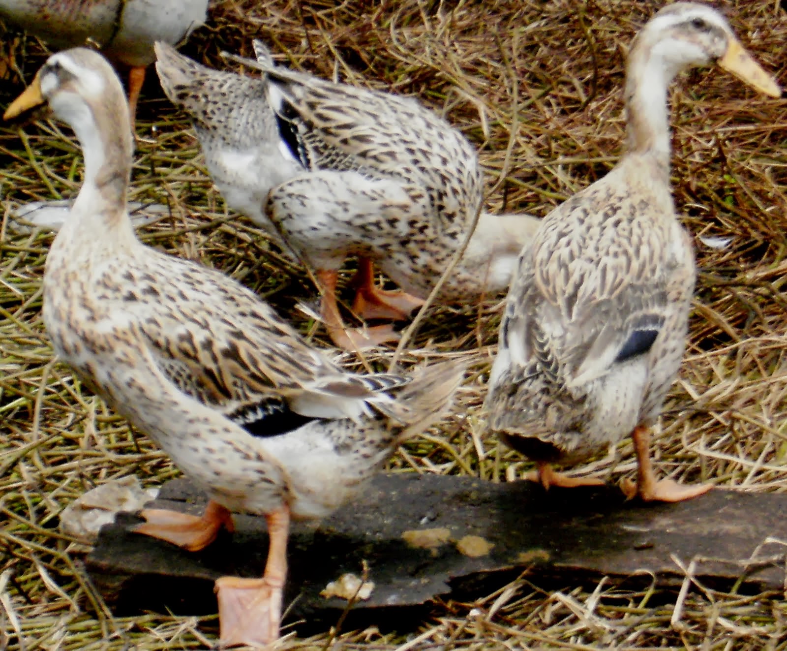 mengenal jenis itik unggul petelur