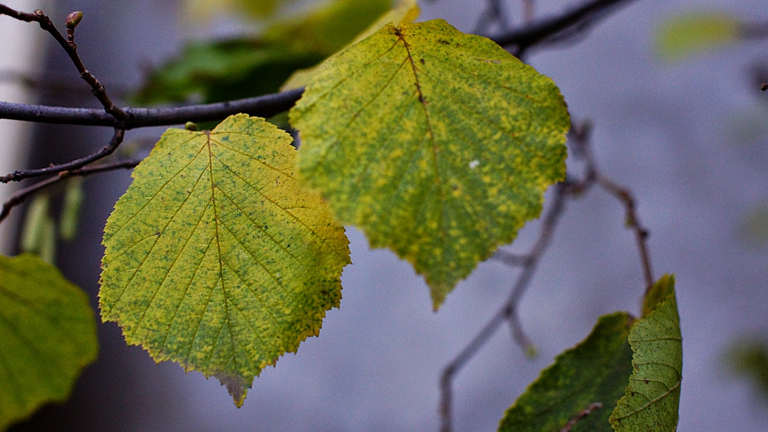 scorchfield: Cicero - despre prietenie