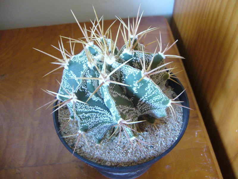 Plantas para hombres: Astrophytum ornatum, cactus estrella