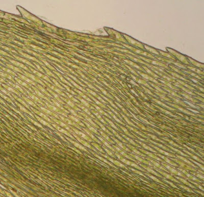 Botany Professor: Mosses of Central Florida 28. Climacium americanum