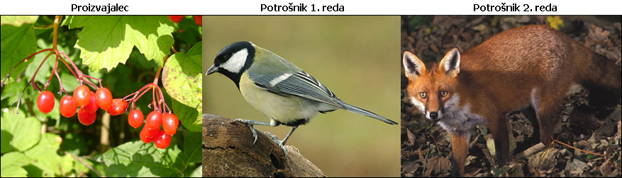 ŽIVA BITJA IZMENJUJEJO SNOVI Z OKOLICO: JEDILNI LIST ZA ŽIVALI