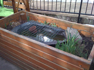 Ponds in schools | Creative STAR Learning | I'm a teacher, get me ...