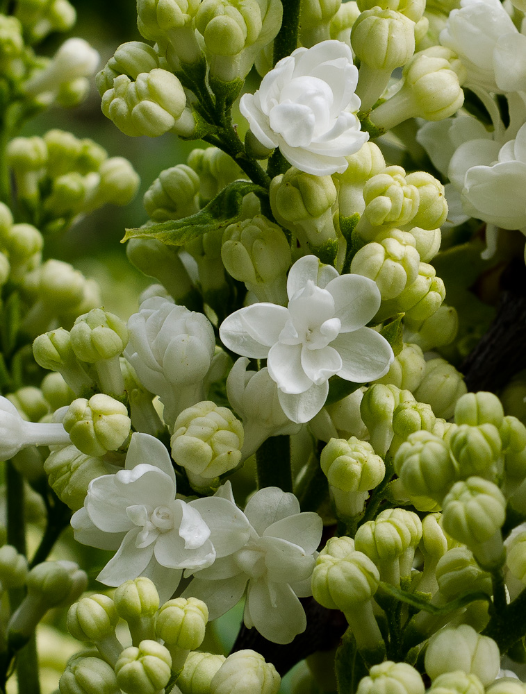 fstopal: Mother's Day - Lilac Sunday at Arnold Arboretum