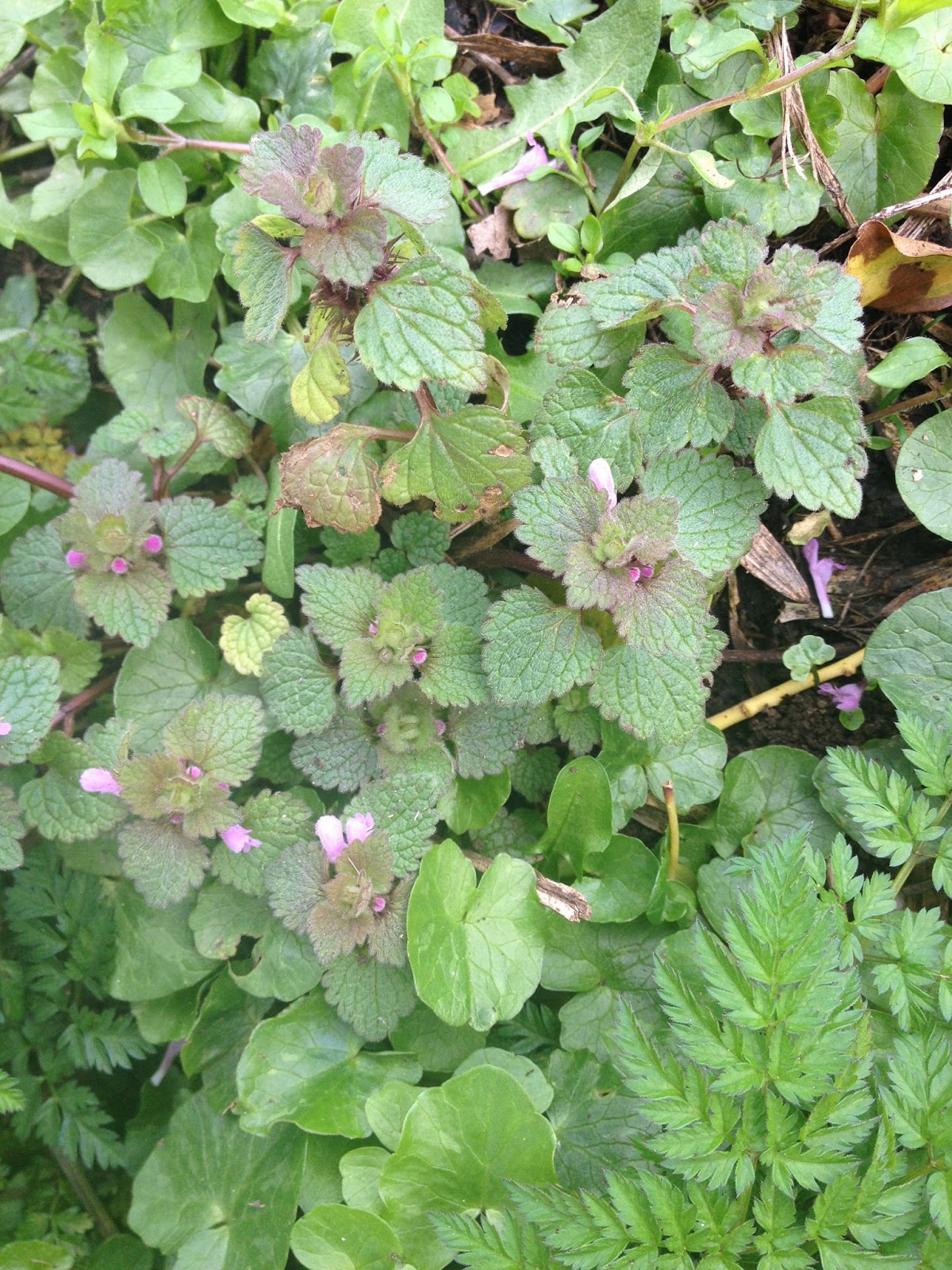 BUZZARD BUSHCRAFT: Red Dead Nettle