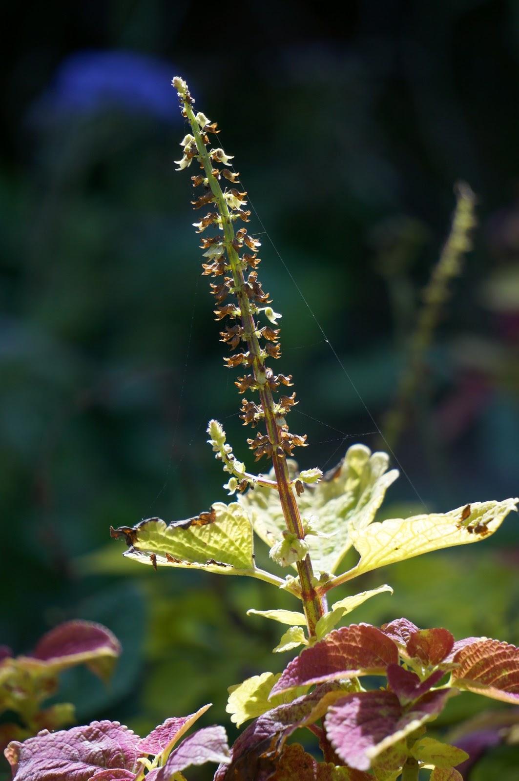 Robbin Neff Photography