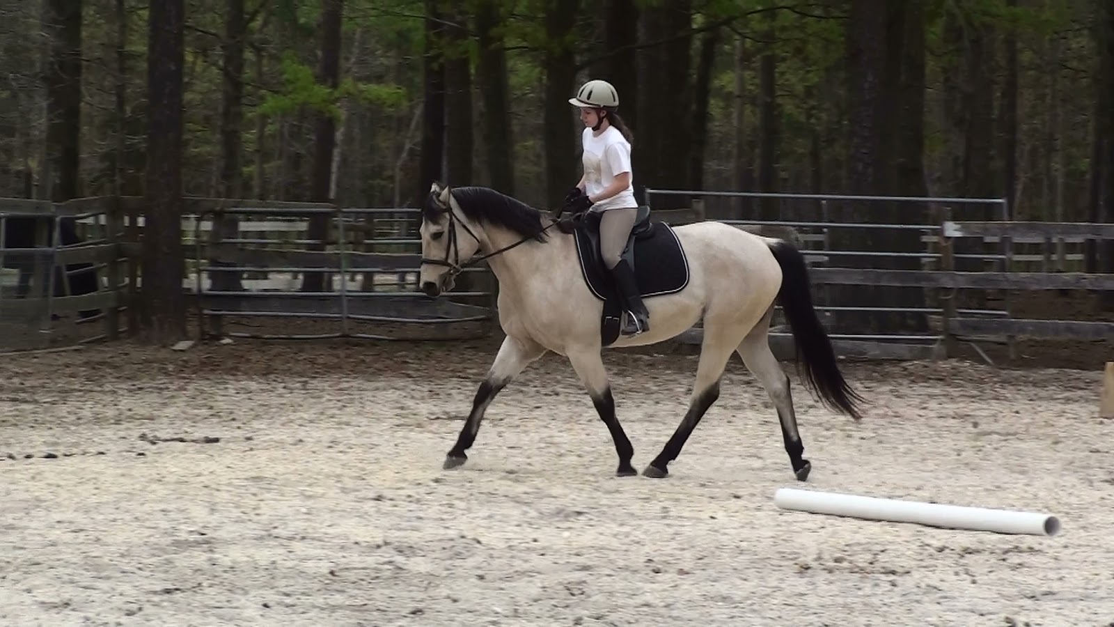 Memoirs of a Horse Girl: Riding Reflection: Hot Rod Harley